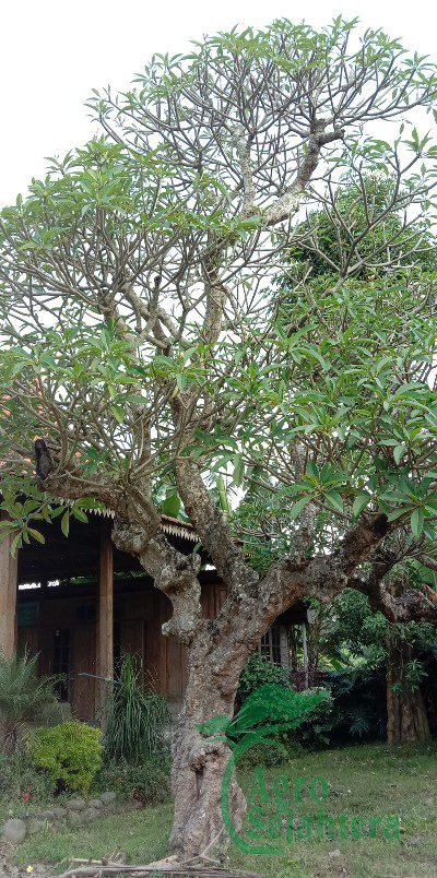 Jual Pohon Kamboja Fosil - Tani Sejahtera