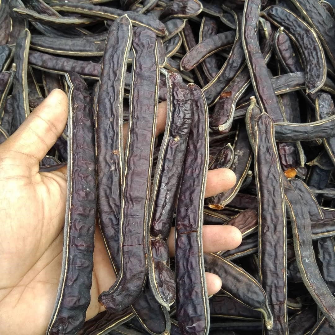 Jual Pohon Trembesi | Jual Trembesi Semua Ukuran Siap Tanam