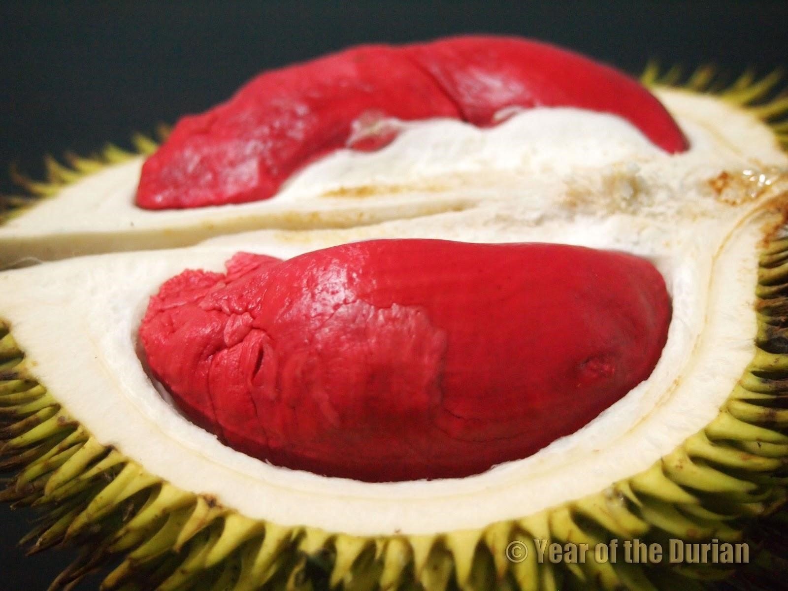 Pohon Durian, Pohon Yang Mempunyai Buah Besar dan Lezat - Tani Sejahtera