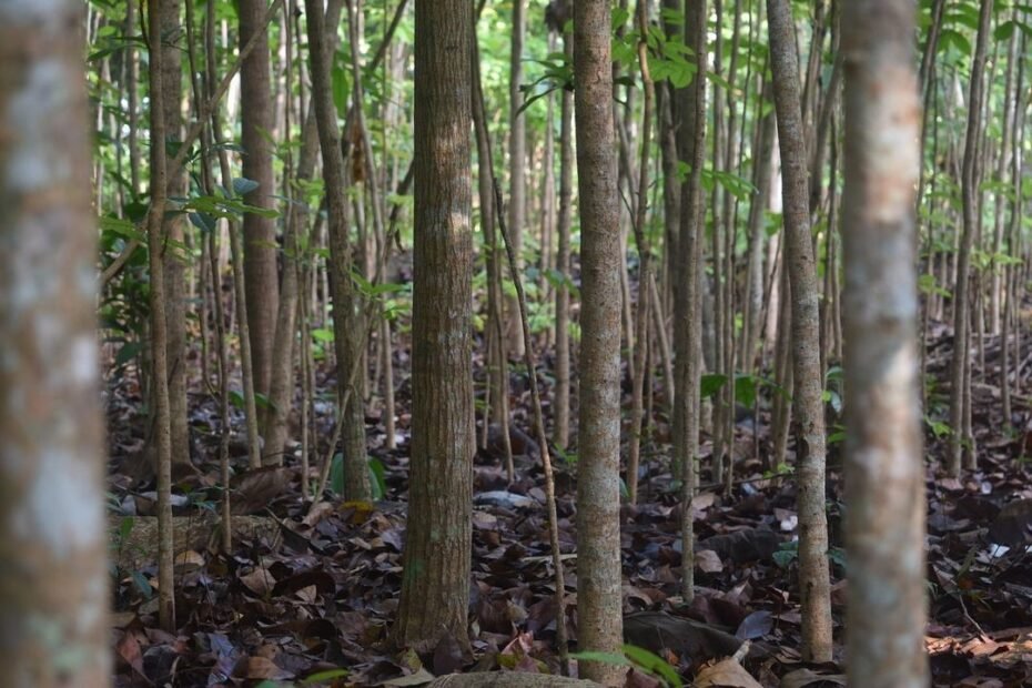 Pohon Mahoni Pohon Peneduh Dan Pohon Penghasil Kayu Terbaik