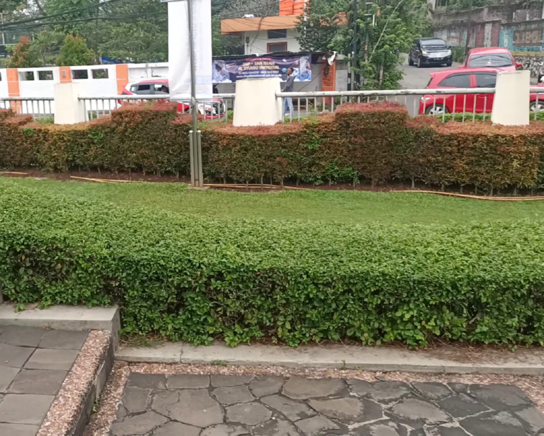 Pohon Pucuk Merah, Tanaman Cantik Yang Bisa Memanjakan..