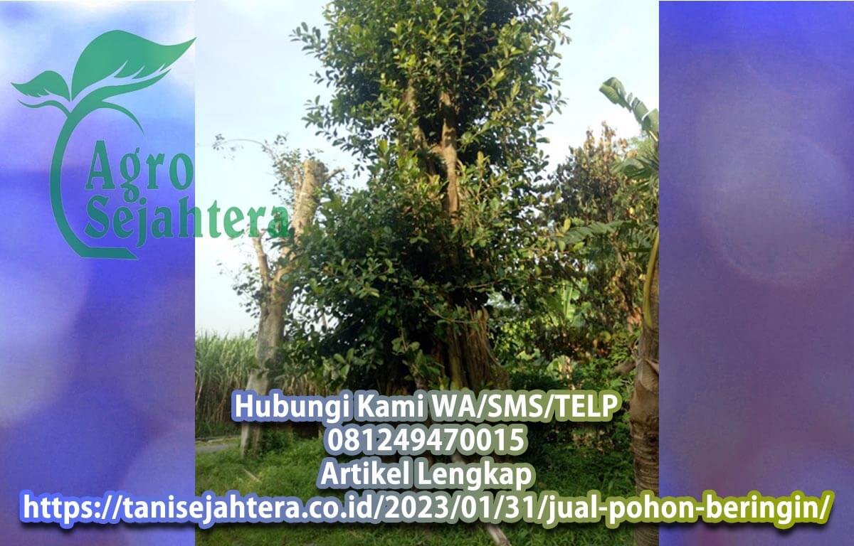Jual Pohon Beringin Dolar Kota Administrasi Jakarta Pusat 081249470015 ...
