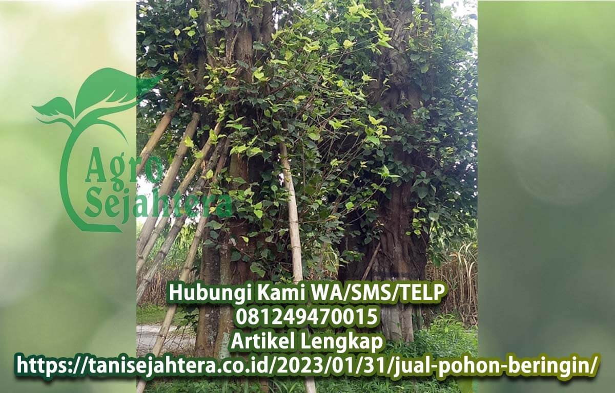 Jual Bibit Pohon Beringin Kota Administrasi Jakarta Timur 081249470015 ...