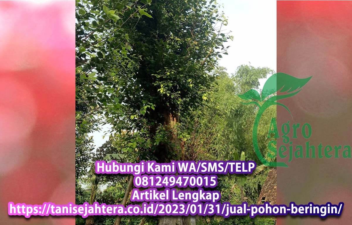 Jual Pohon Beringin Kota Administrasi Jakarta Barat All Ukuran ...