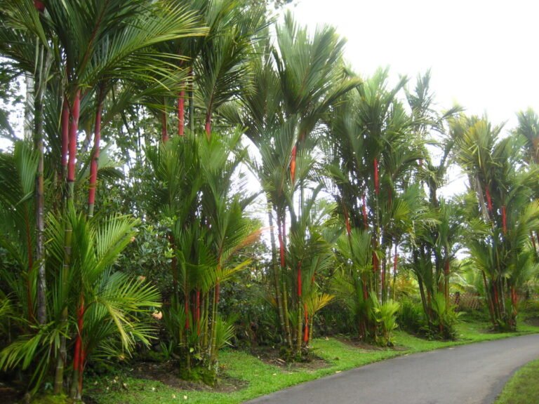 Palem Merah Punya Khasiat Yang Jarang Diketahui Orang