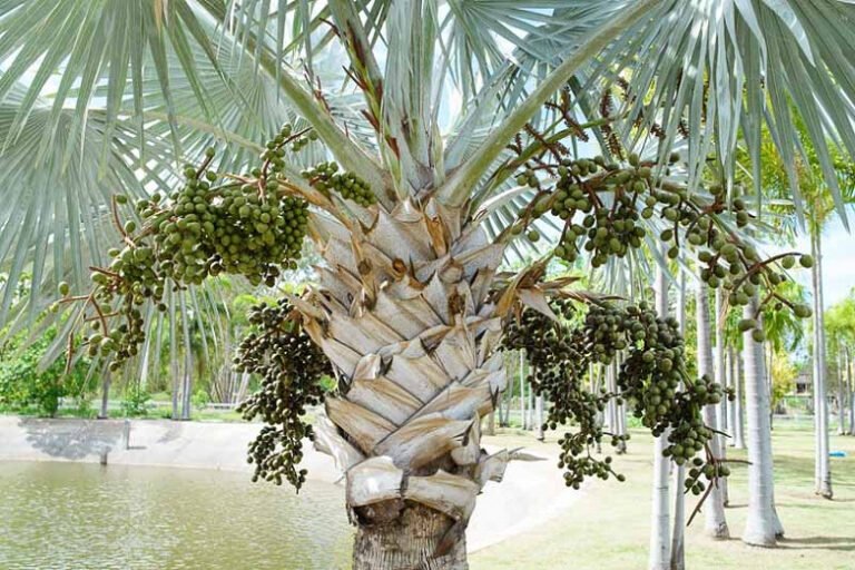 Palem Bismarkia : Pengertian, Ciri, Klasifikasi, Manfaat