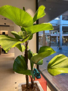 Palem Kol: Pengertian, Ciri, Manfaat, Klasifikasi - Tani Sejahtera