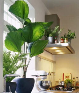 Palem Kol: Pengertian, Ciri, Manfaat, Klasifikasi - Tani Sejahtera