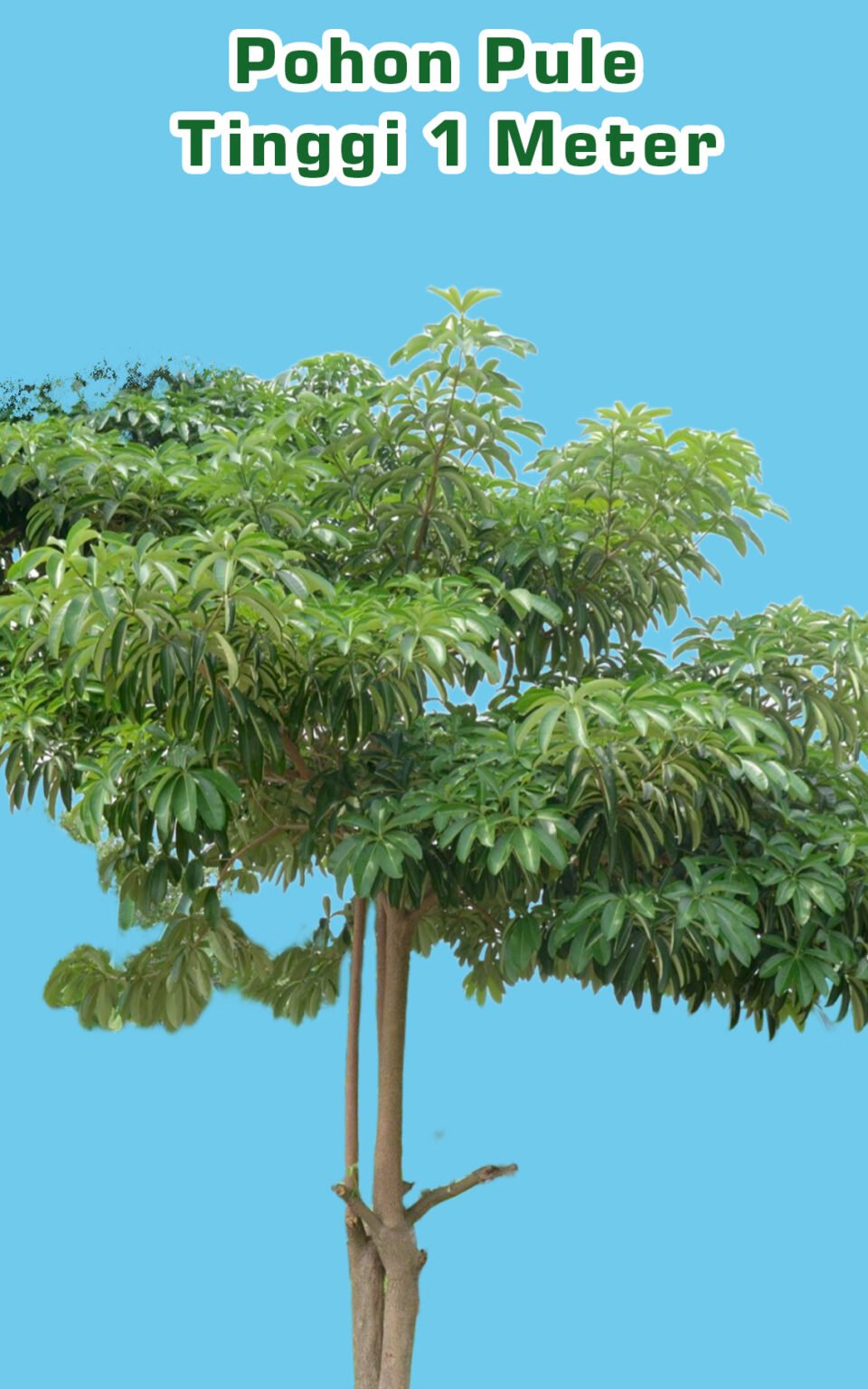 Harga Pohon Pule 5 Meter - Tani Sejahtera