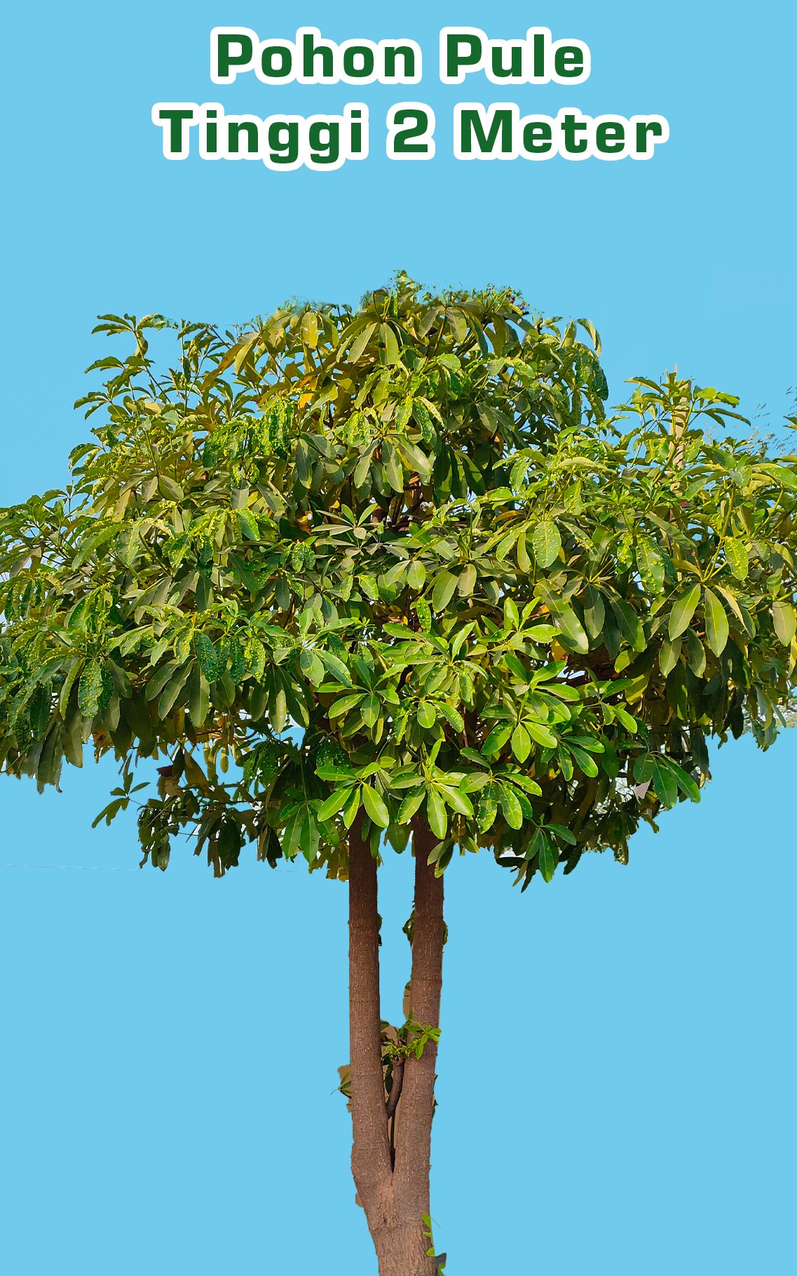 Harga Pohon Pule 5 Meter - Tani Sejahtera