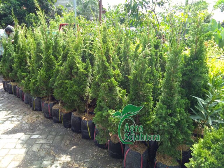 Lengkap! Jual Pohon Cemara All Jenis dan Ukuran 081249025398