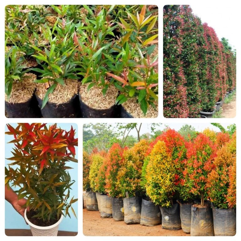 Jual Pohon Pucuk Merah Siap Kirim Pucuk Merah Bibit - Tinggi 3M ...
