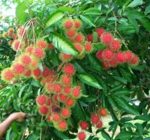 13 Pohon Buah Yang Cocok Di Depan Rumah & Cara Menanamnya