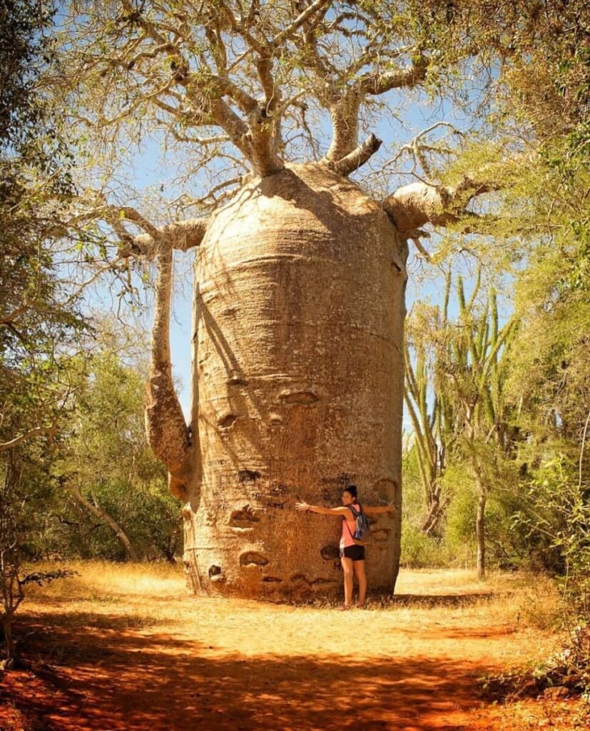 Pohon Baobab Juga dikenal Kaki Gajah - Penjelasan Lengkap - Tani Sejahtera