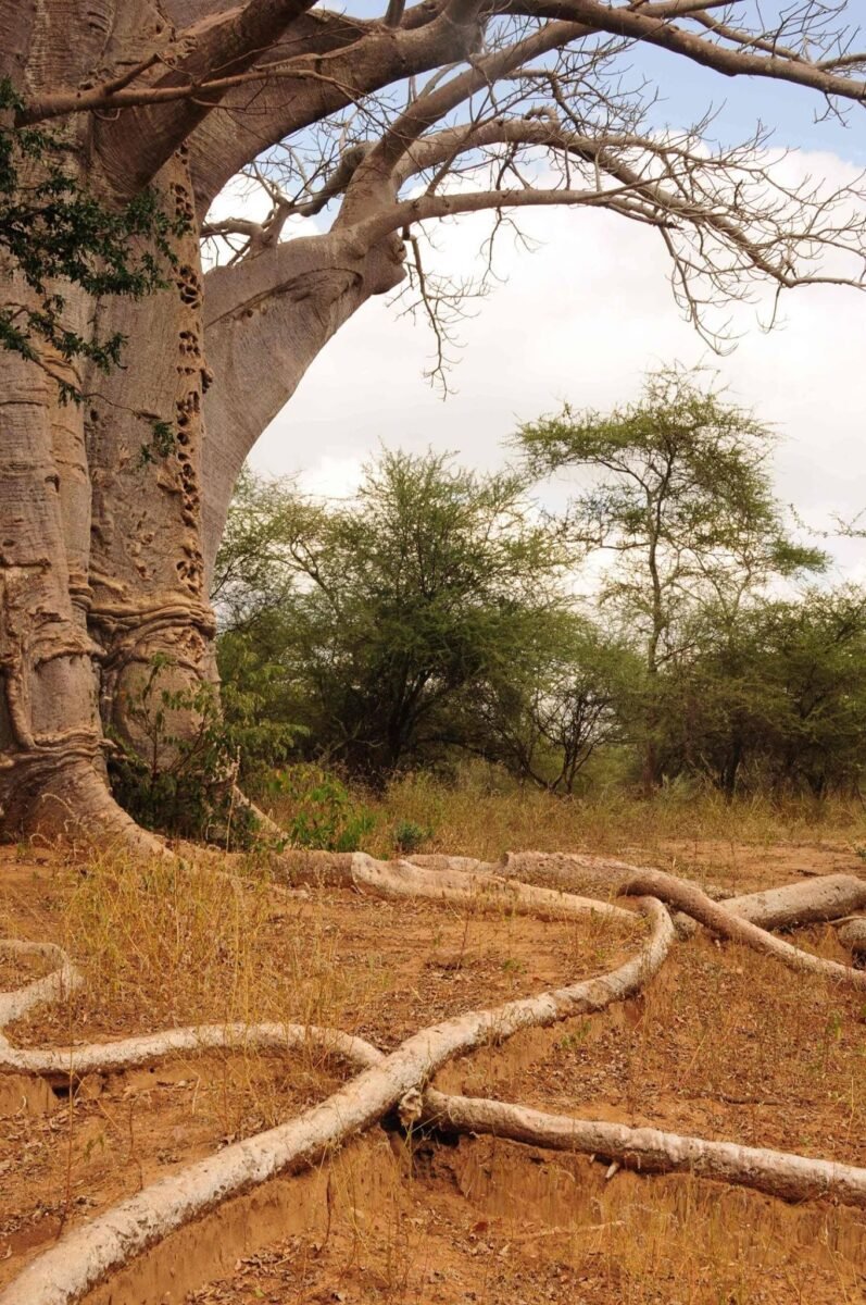 Jual Pohon Baobab Mulai Bibit Baobab & Pohon Baobab Besar - Tani Sejahtera