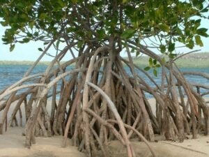 Mengenal Hutan Bakau : Pengertian, Klasifikasi, Ciri, Manfaat - Tani ...