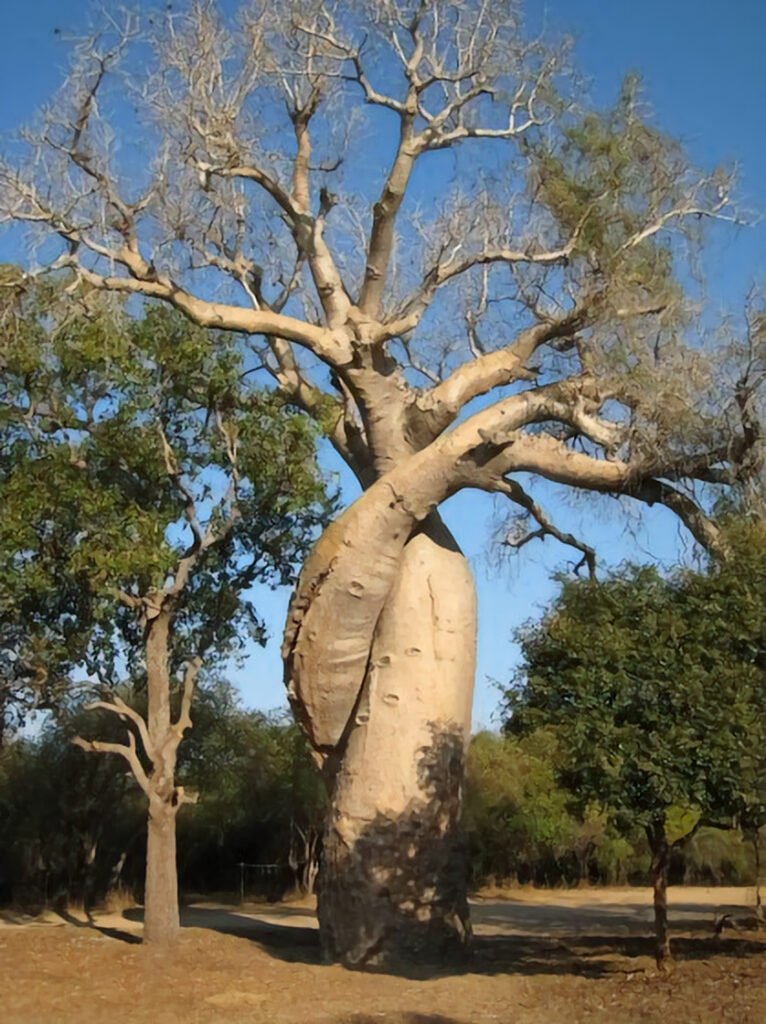 Jual Pohon Baobab Mulai Bibit Baobab & Pohon Baobab Besar - Tani Sejahtera