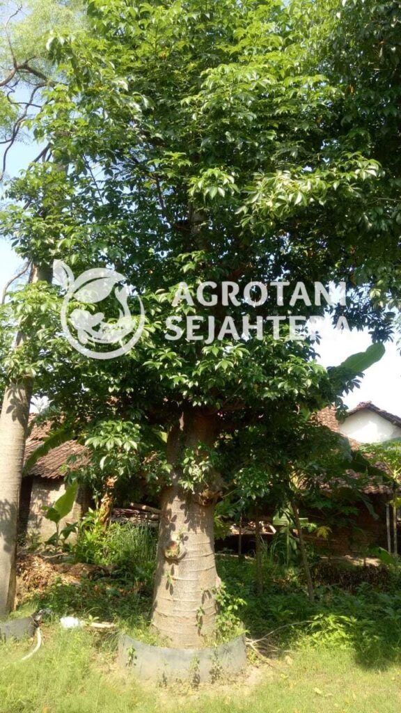 Jual Pohon Baobab Mulai Bibit Baobab & Pohon Baobab Besar - Tani Sejahtera