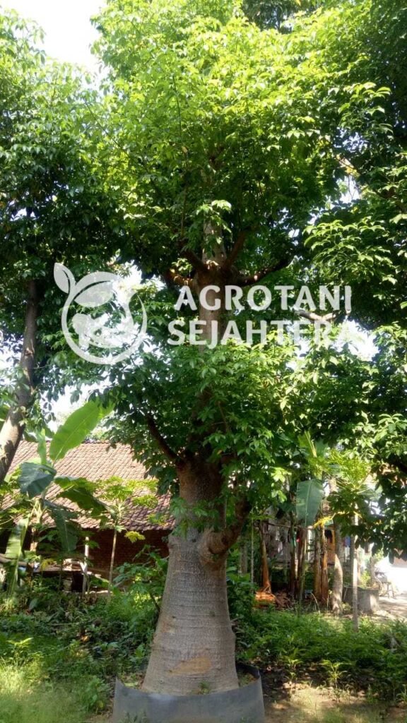 Jual Pohon Baobab Mulai Bibit Baobab & Pohon Baobab Besar - Tani Sejahtera