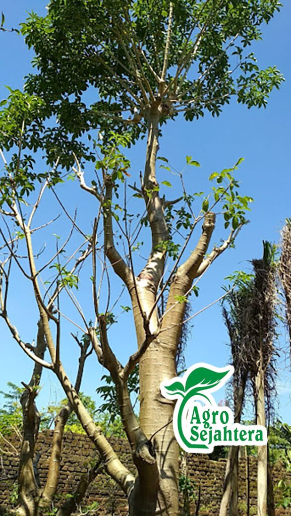 Jual Pohon Baobab Mulai Bibit Baobab & Pohon Baobab Besar - Tani Sejahtera