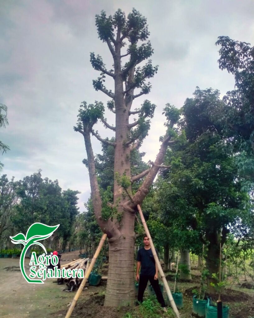 Jual Pohon Baobab Mulai Bibit Baobab & Pohon Baobab Besar - Tani Sejahtera