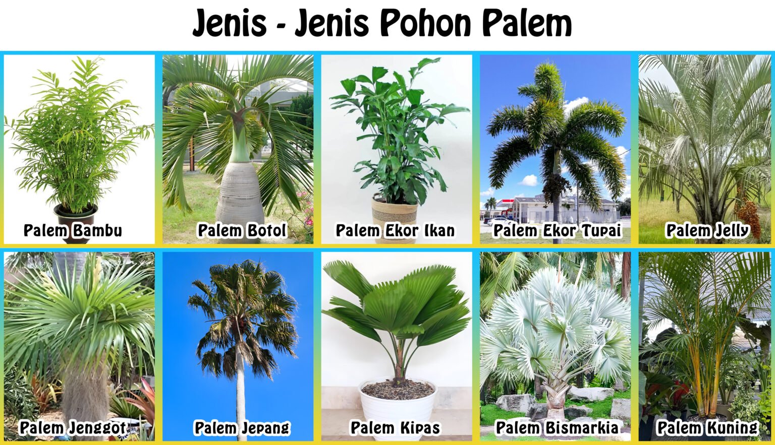20 Jenis Pohon Palem Semua Jenis Palem TERLENGKAP! - Tani Sejahtera