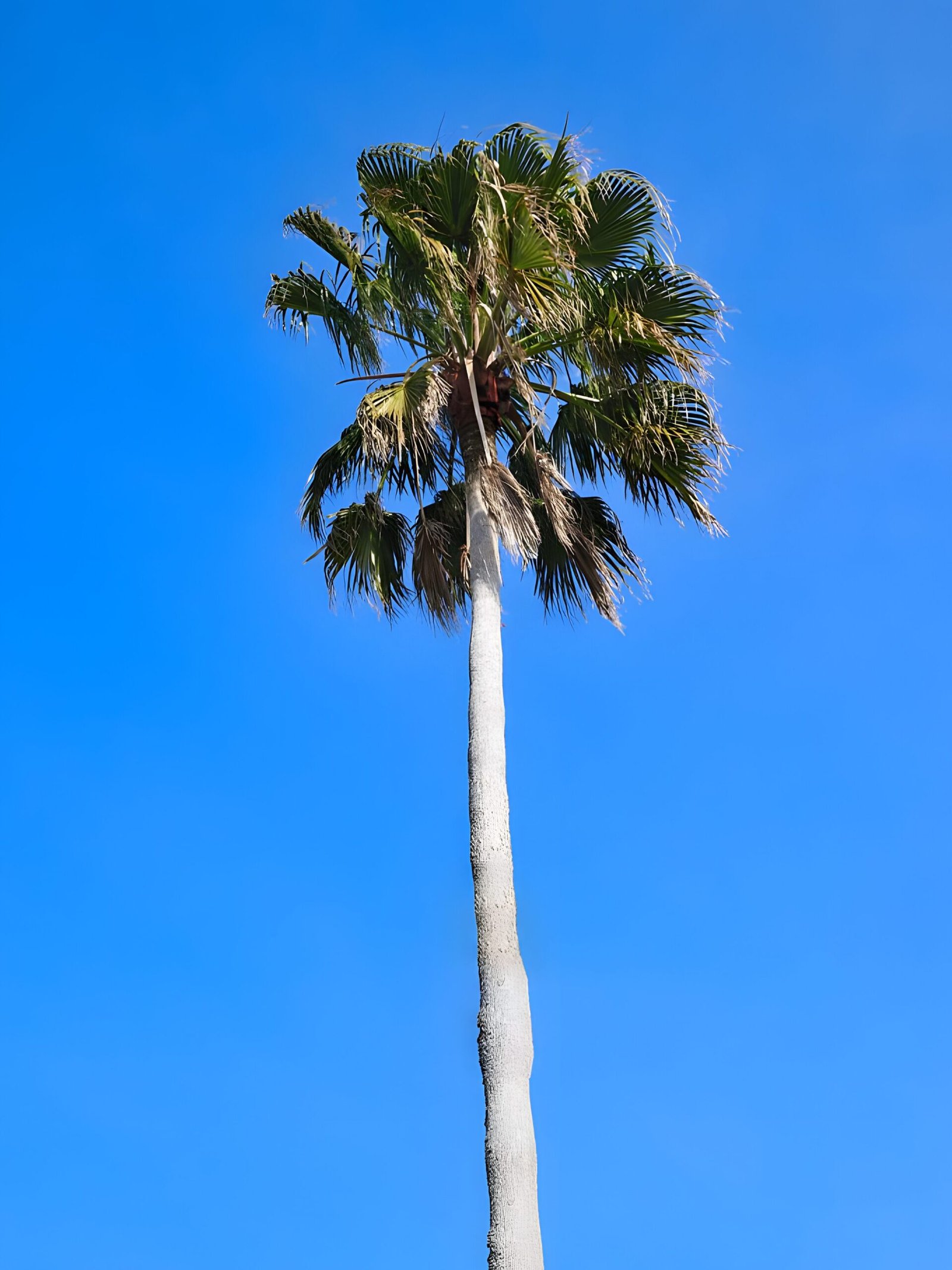 Gambar Jenis Jenis Pohon Palem Lengkap - Tani Sejahtera