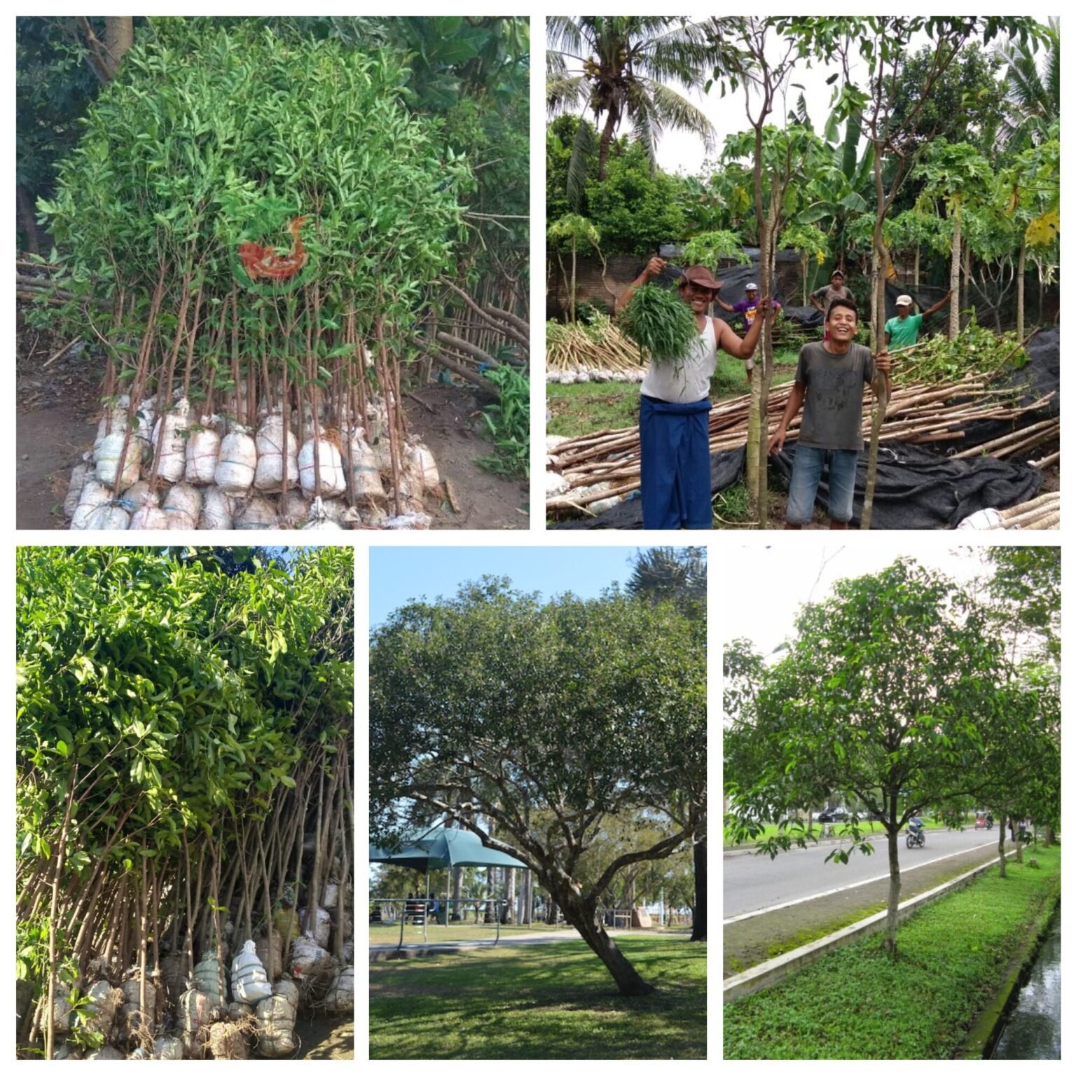 Jual Pohon Pule Termurah Untuk Penghijauan HUB : 081249025398 - Tani ...