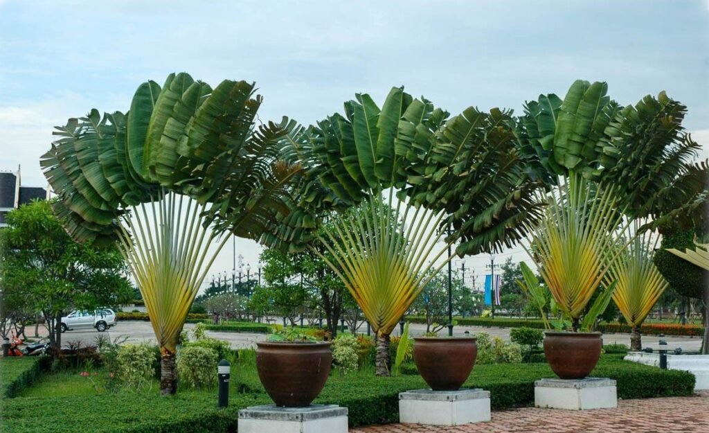 2 Jenis Pohon Ini Mirip Seperti Kipas Raksasa di Atas Tanah - Tani ...
