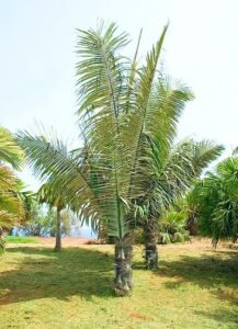 Pohon Aren: Pengertian • Morfologi • Taksonomi • Ekologi • Kolang ...
