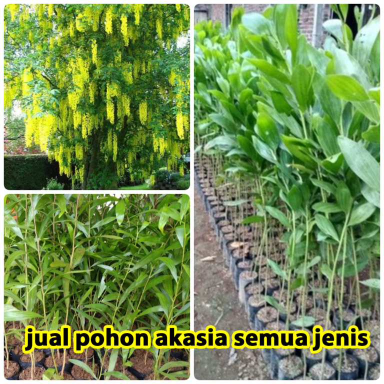 Jual Pohon Beringin Semua Ukuran & Jenis HUB 081249025398
