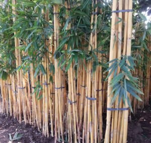 Jual Pohon Pucuk Merah Siap Kirim Pucuk Merah Bibit - Tinggi 3M ...