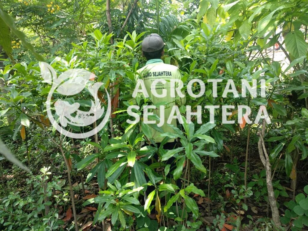Jual Pohon Bintaro Ukuran Bibit - Besar Untuk Pohon Penghijauan ...