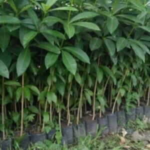 Jual Pohon Bintaro Ukuran Bibit - Besar Untuk Pohon Penghijauan ...