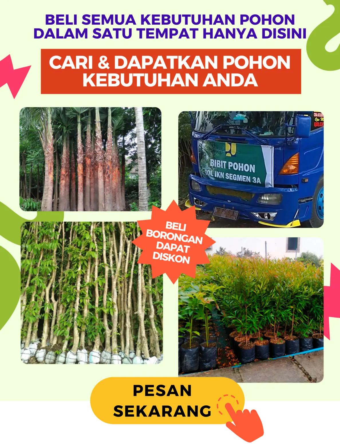 Jual Pohon Beringin Semua Ukuran & Jenis HUB 081249025398