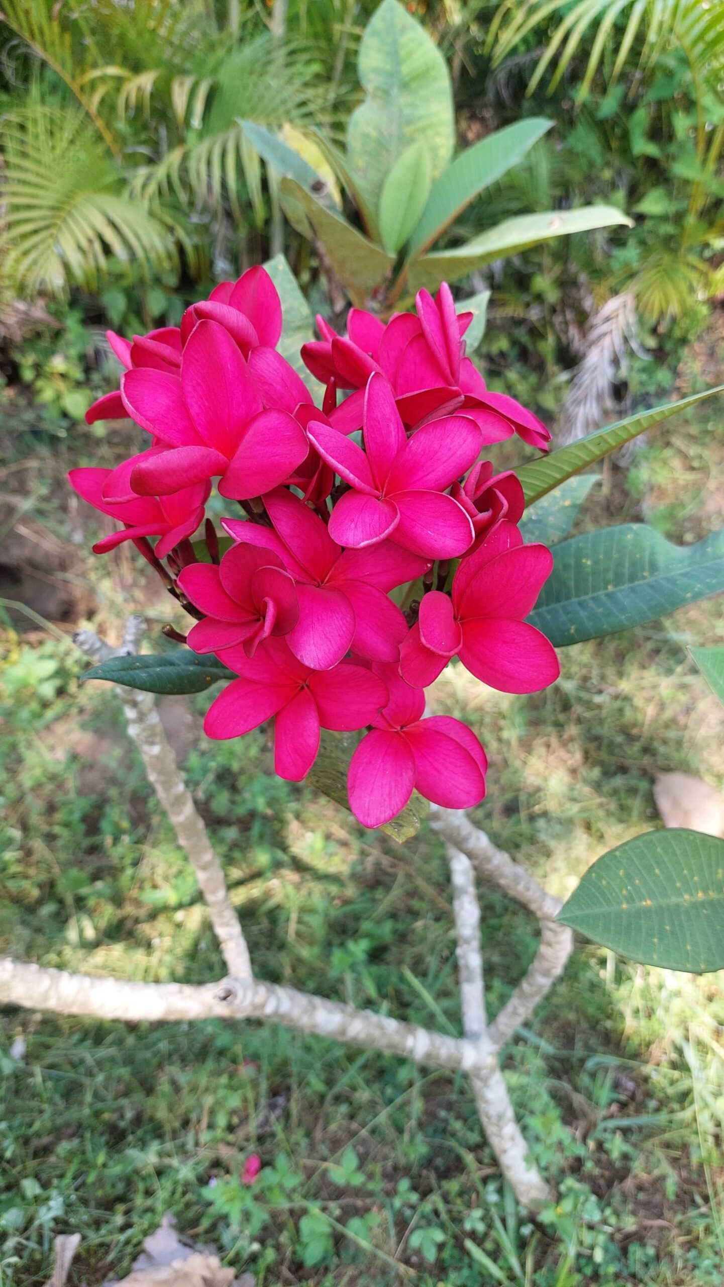 8 Pohon Besar Yang Punya Bunga Warna Merah - Tani Sejahtera