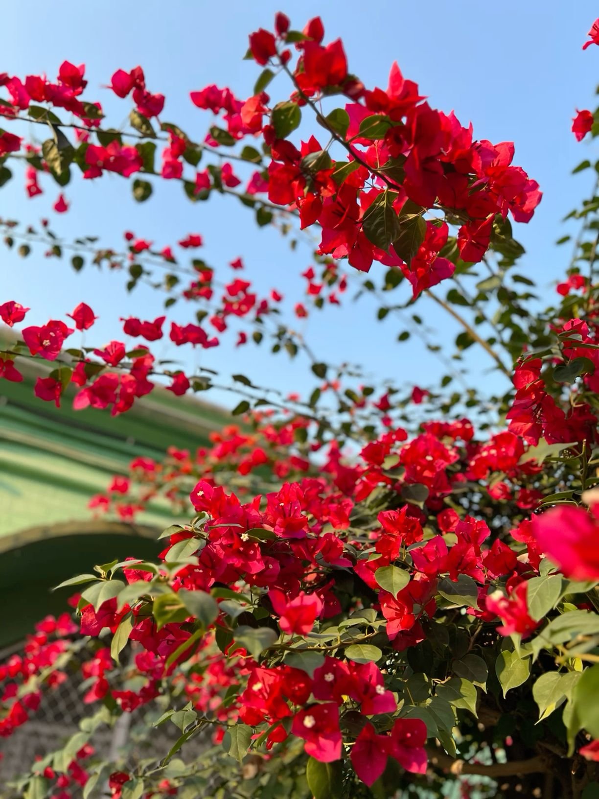 8 Pohon Besar Yang Punya Bunga Warna Merah - Tani Sejahtera