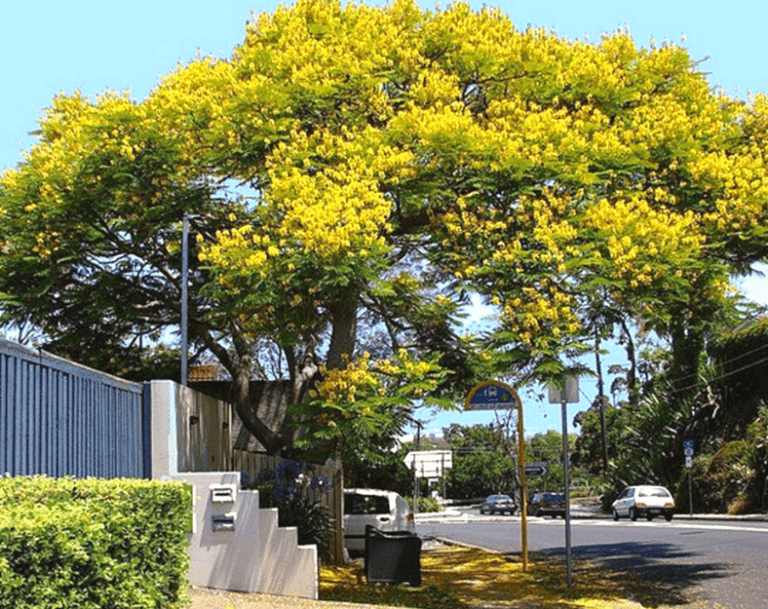 5 Pohon Besar Yang Punya Bunga Warna Kuning - Tani Sejahtera