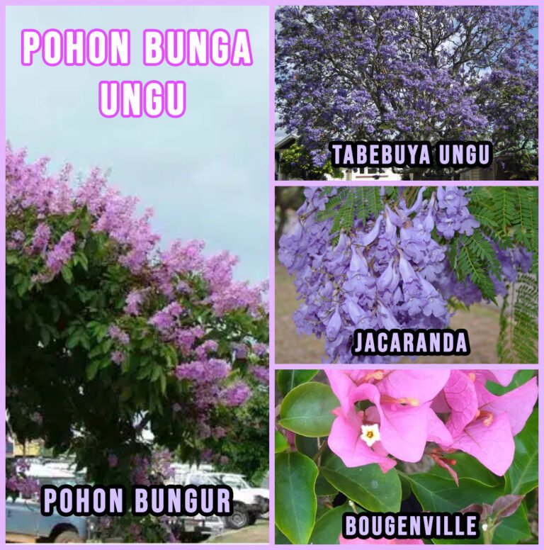 6 Jenis Pohon & Tanaman Yang Berbunga Warna Ungu - Tani Sejahtera